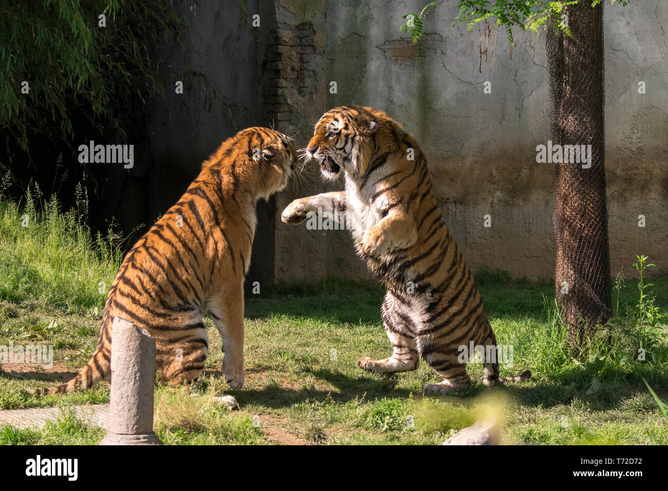 Two white tigers fighting hi-res stock photography and images - Alamy