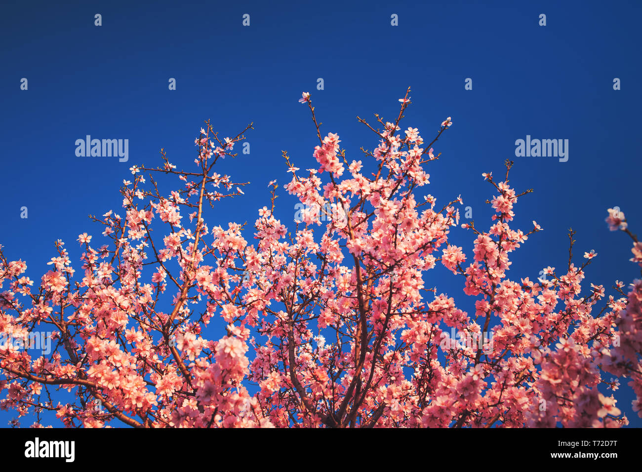 Cherry Blossom trees in spring and clear blue sky Stock Photo - Alamy