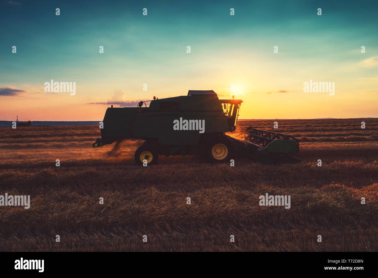 Combine harvester machine working in a wheat field at sunset Stock ...
