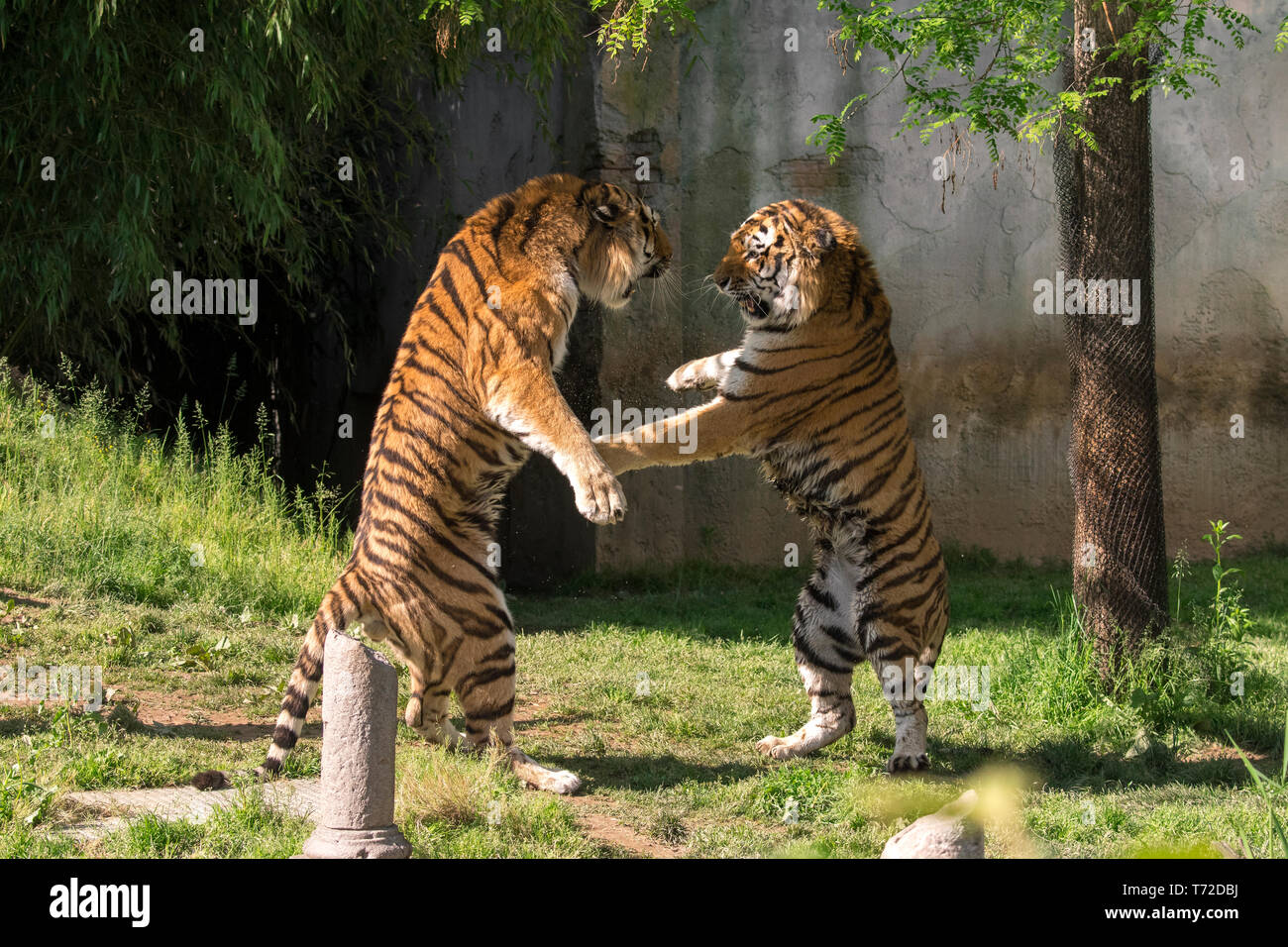 Two white tigers fighting hi-res stock photography and images - Alamy
