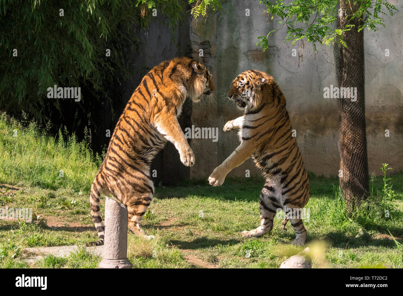 two tigers fight in a zoo in italy Stock Photo - Alamy