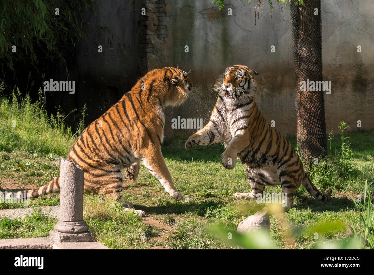 Two white tigers fighting hi-res stock photography and images - Alamy