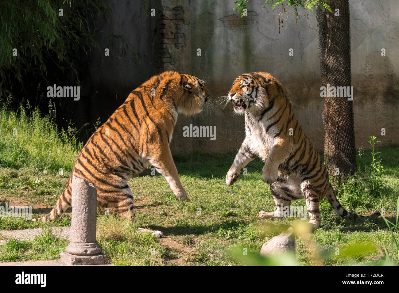 Two white tigers fighting hi-res stock photography and images - Alamy