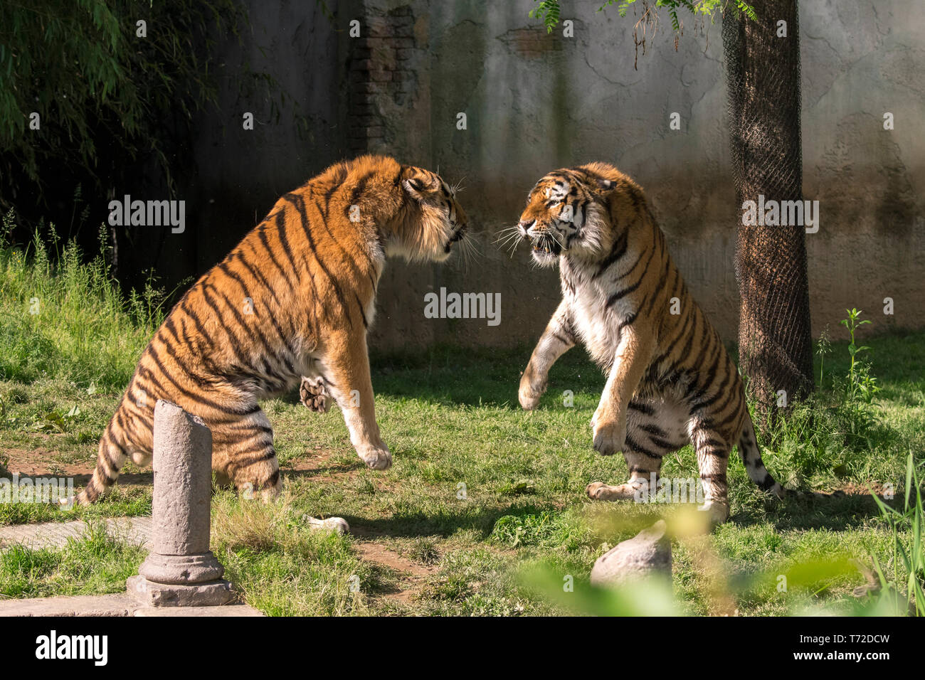 Two white tigers fighting hi-res stock photography and images - Alamy