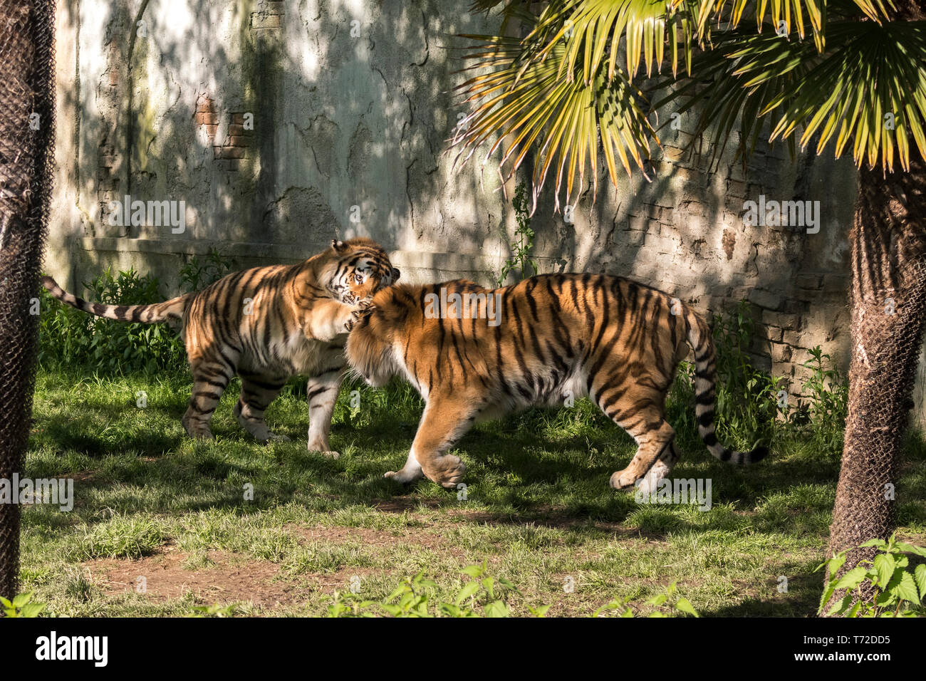 Two white tigers fighting hi-res stock photography and images - Alamy