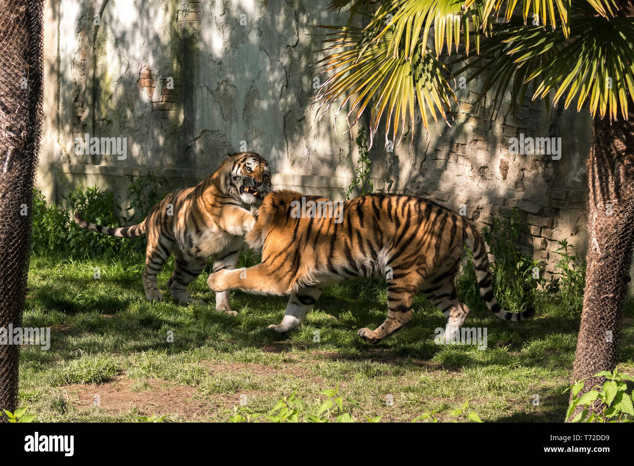 Two white tigers fighting hi-res stock photography and images - Alamy