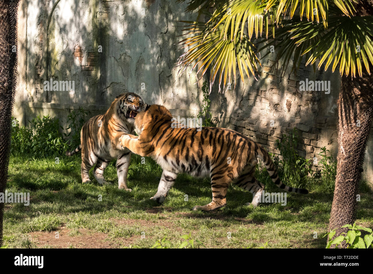 two tigers fight in a zoo in italy Stock Photo - Alamy