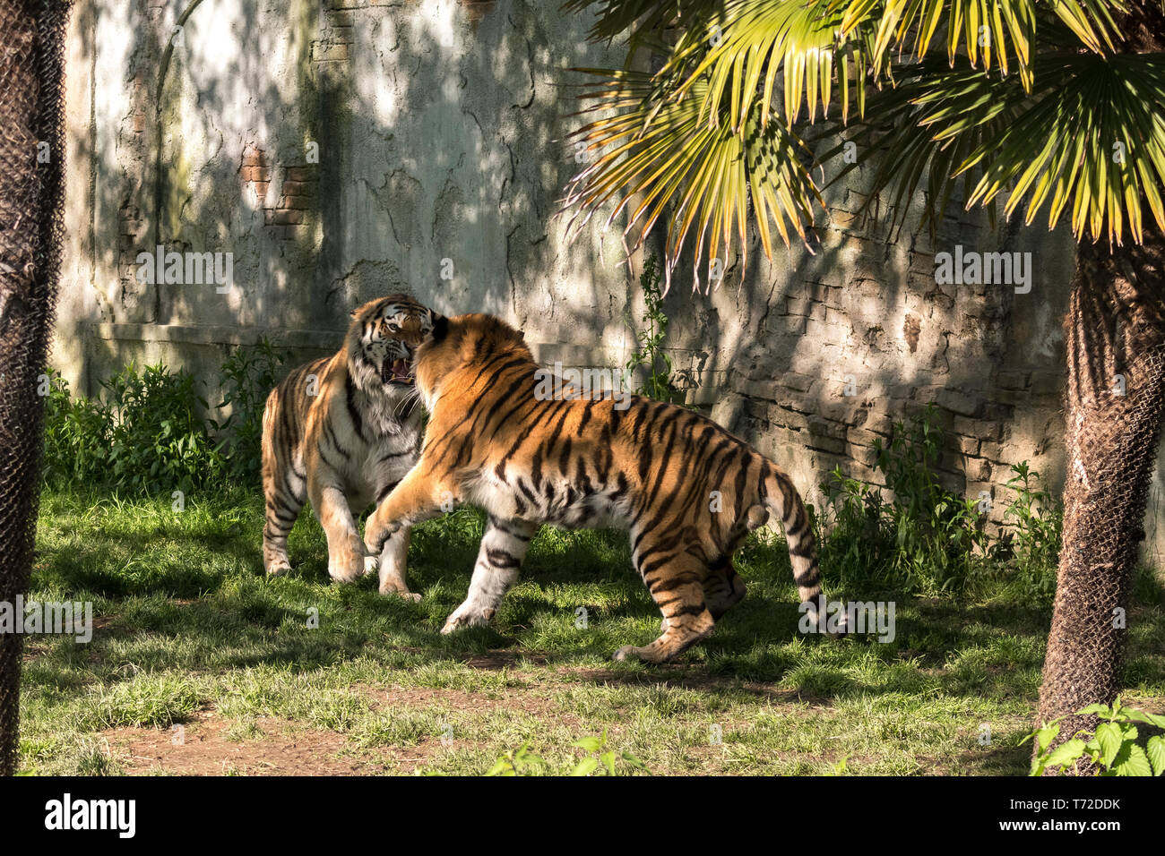 Two white tigers fighting hi-res stock photography and images - Alamy