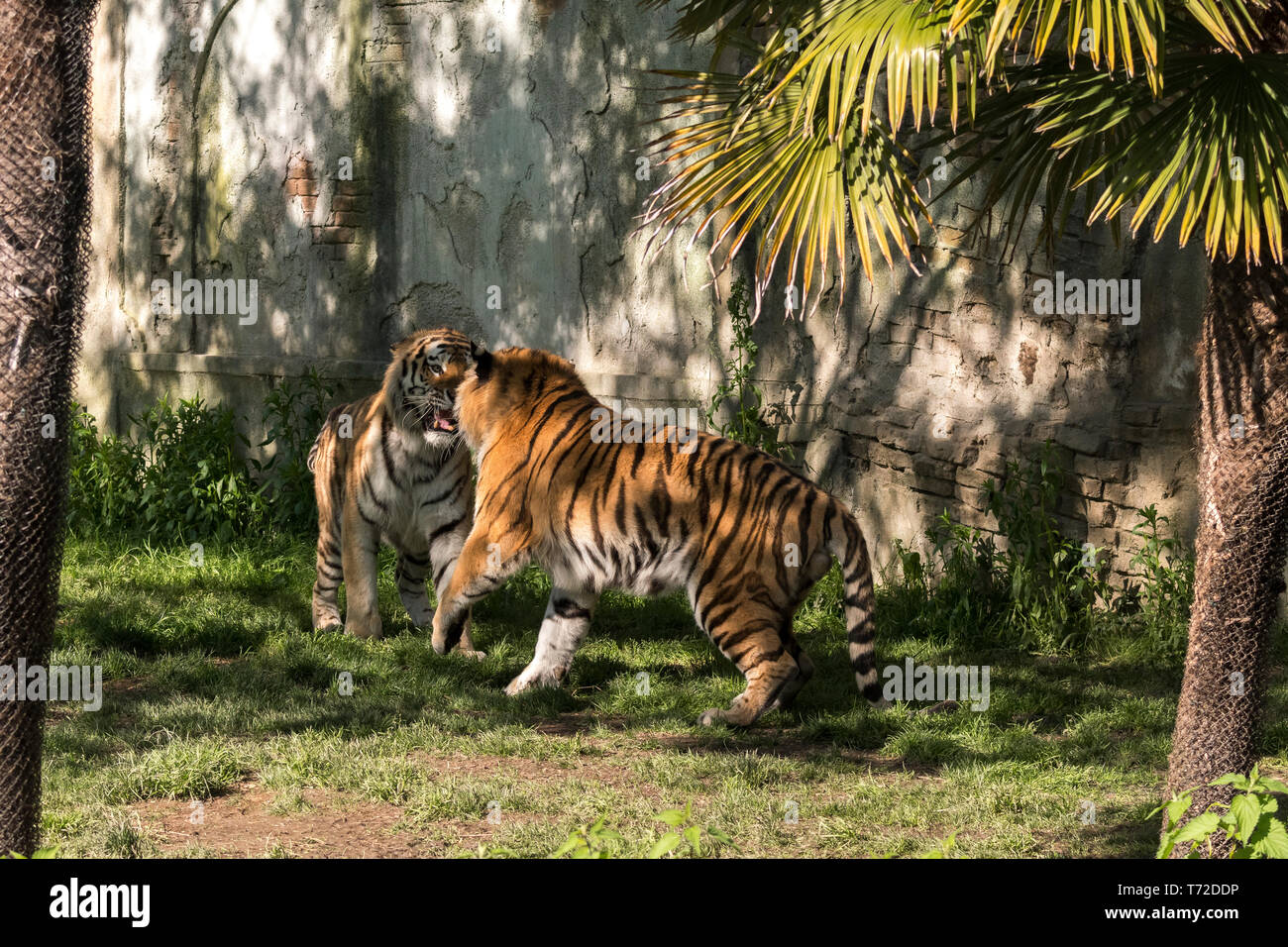 Two white tigers fighting hi-res stock photography and images - Alamy