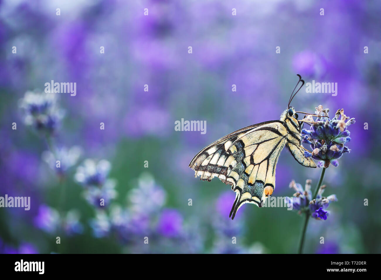 Lavender flowers with buterfly Stock Photo - Alamy