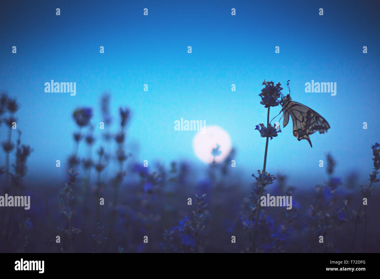 Blue moon butterfly hi-res stock photography and images - Alamy