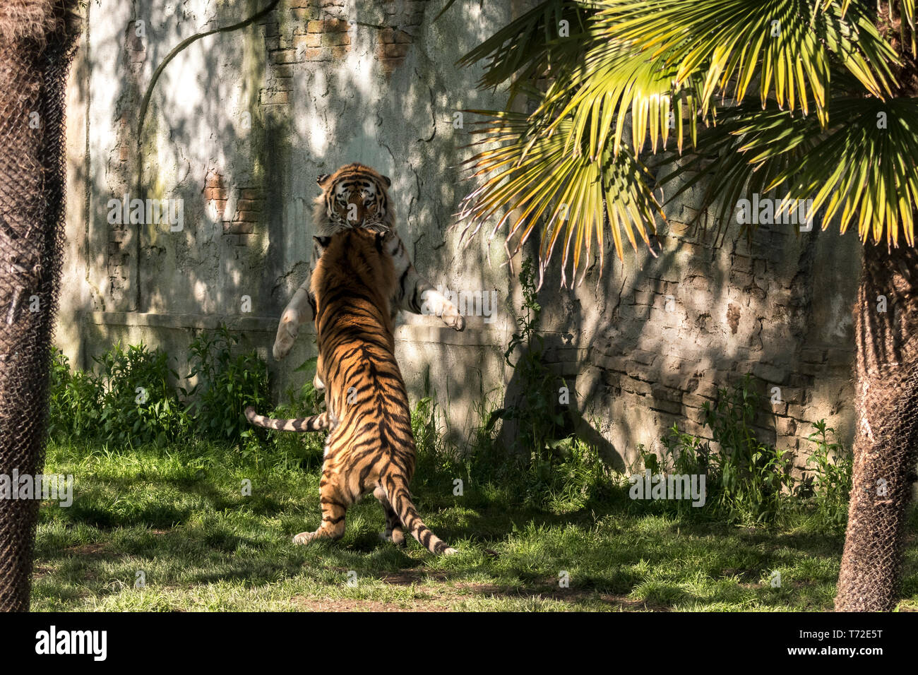two tigers fight in a zoo in italy Stock Photo - Alamy