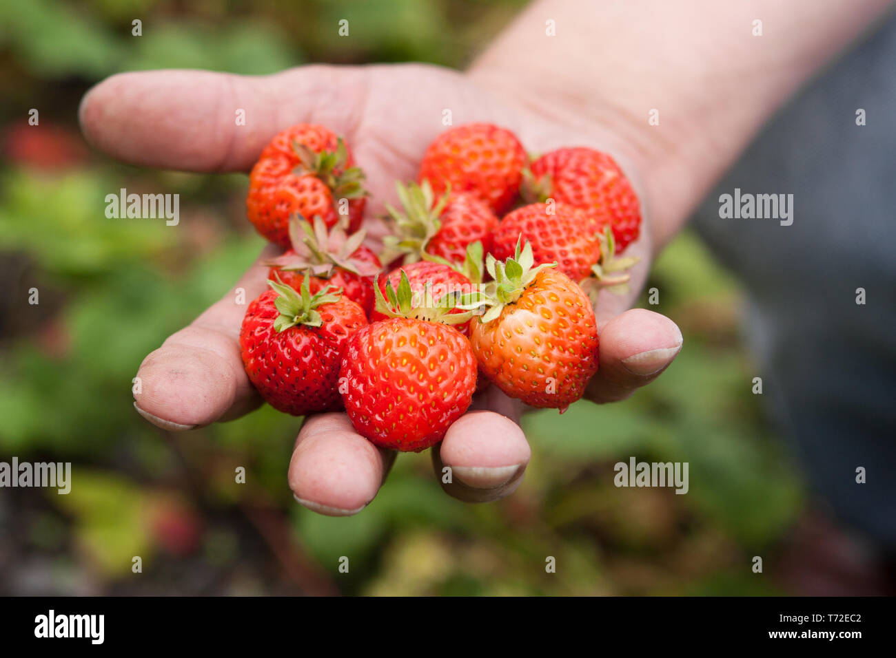 A male hand picking fresh strawberries from the garden Stock Photo - Alamy