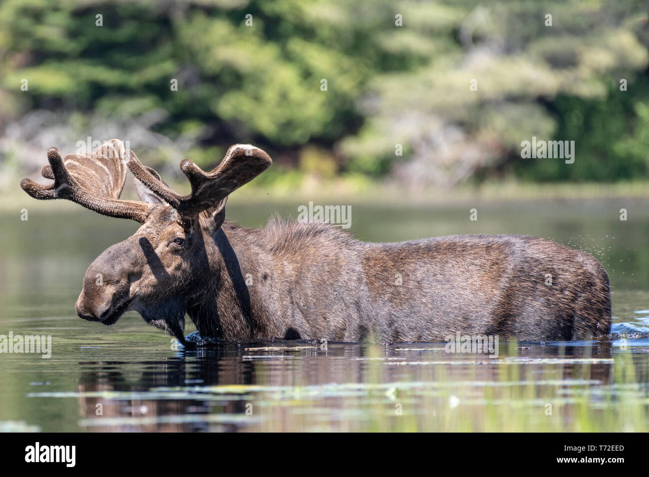 Spring Bull Moose, Algonquin Park Canada Stock Photo - Alamy