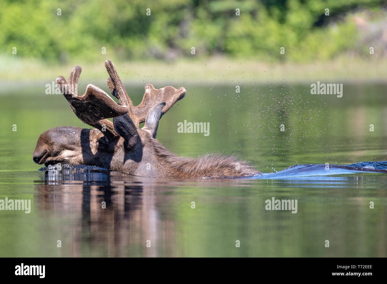 Spring Bull Moose, Algonquin Park Canada Stock Photo - Alamy