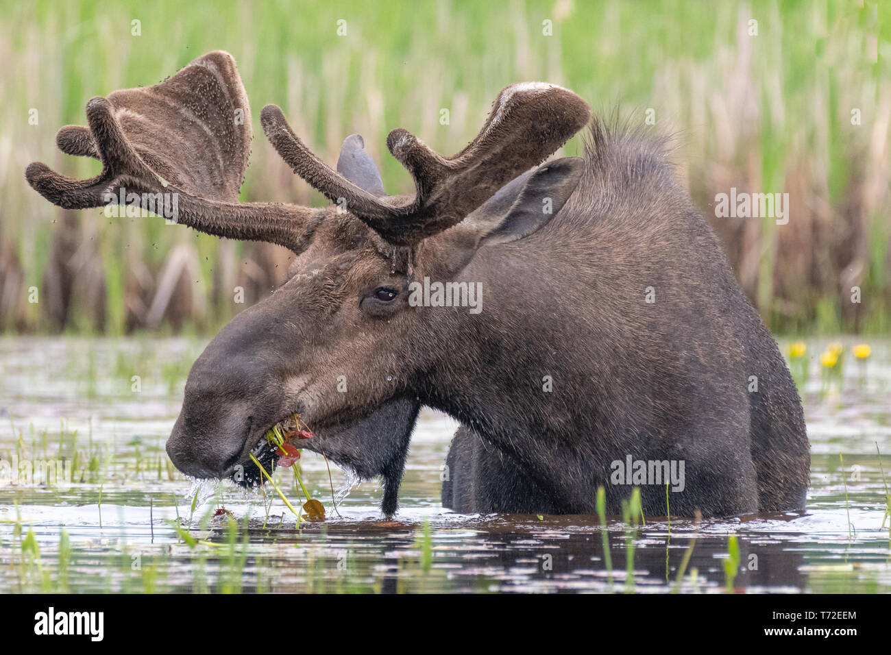 Spring Bull Moose, Algonquin Park Canada Stock Photo - Alamy