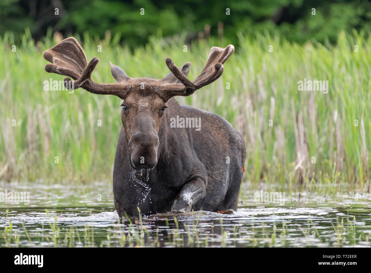 Moose canada hi-res stock photography and images - Alamy