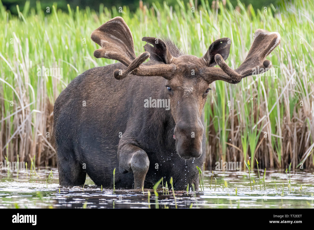 Spring Bull Moose, Algonquin Park Canada Stock Photo - Alamy