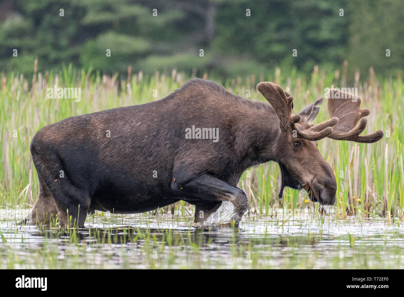 Spring Bull Moose, Algonquin Park Canada Stock Photo - Alamy