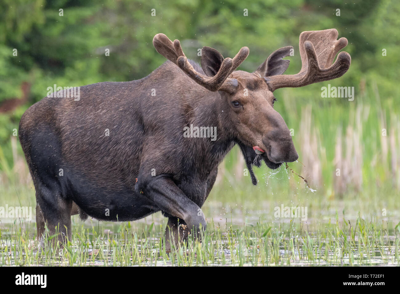 Spring Bull Moose, Algonquin Park Canada Stock Photo - Alamy