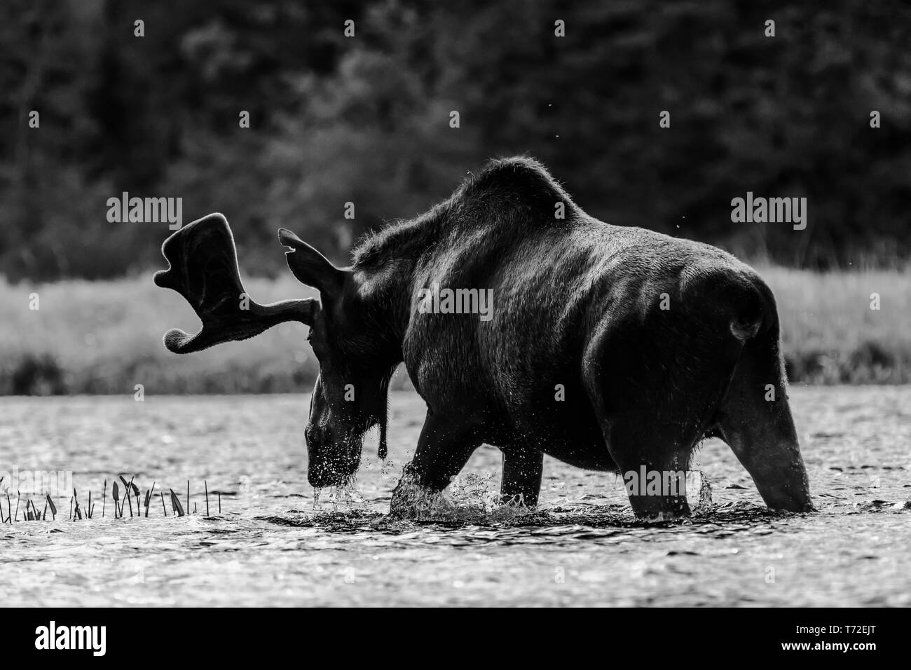 Spring Bull Moose, Algonquin Park Canada Stock Photo - Alamy