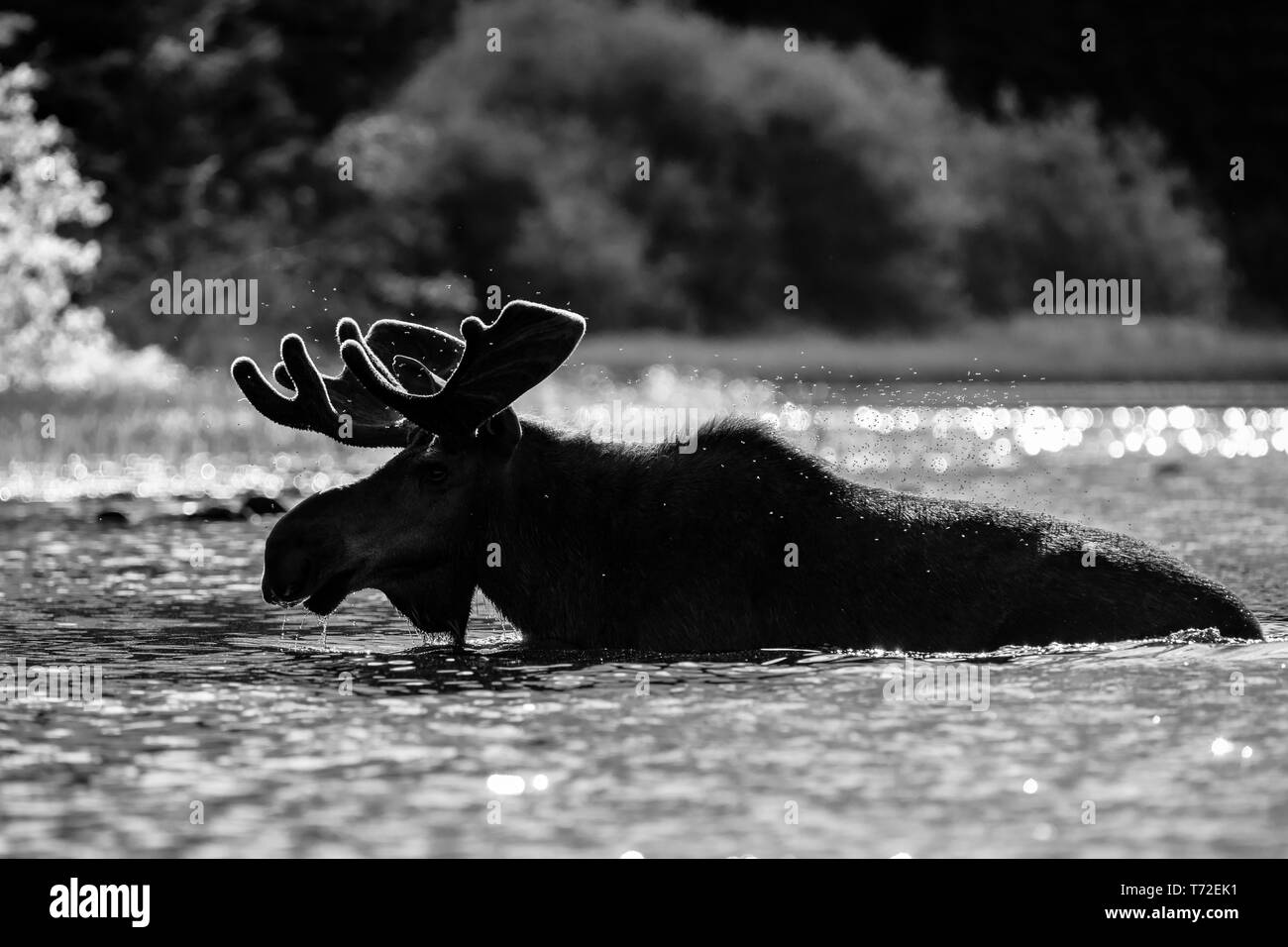 Bull moose Black and White Stock Photos & Images - Alamy