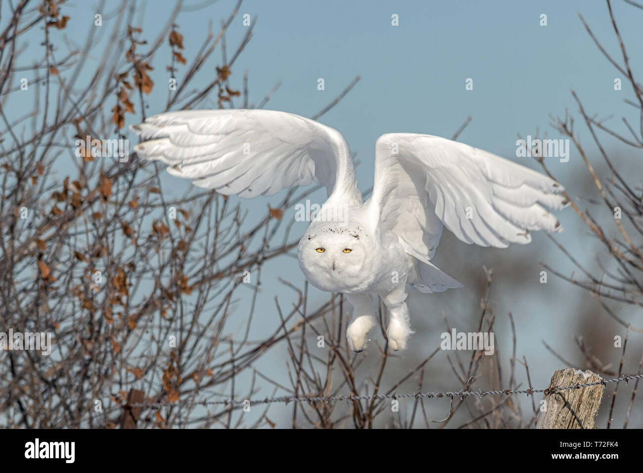 Snowy owl in flight hi-res stock photography and images - Alamy