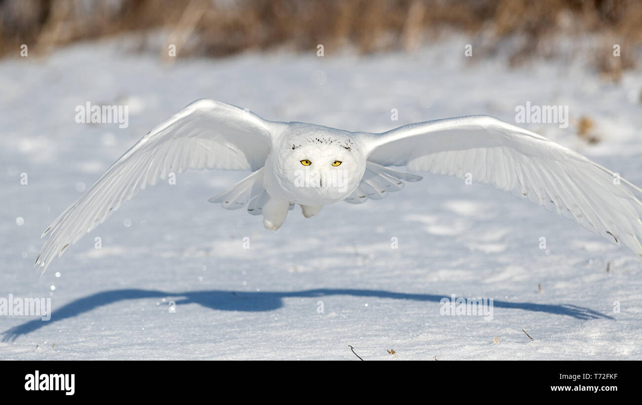Snowy owl flying hi-res stock photography and images - Alamy