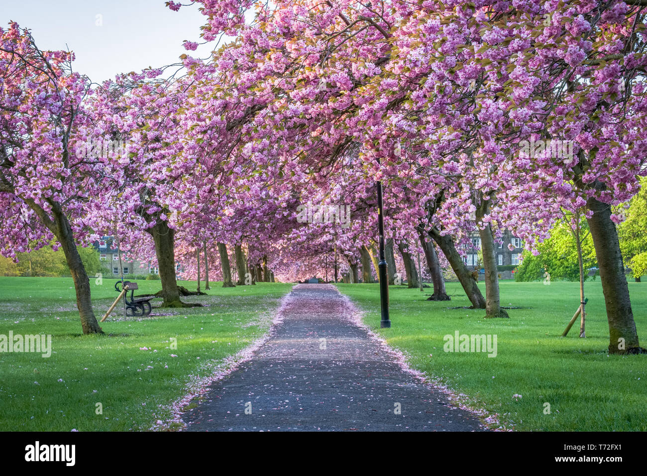 Cherry blossom harrogate stray hi-res stock photography and images - Alamy