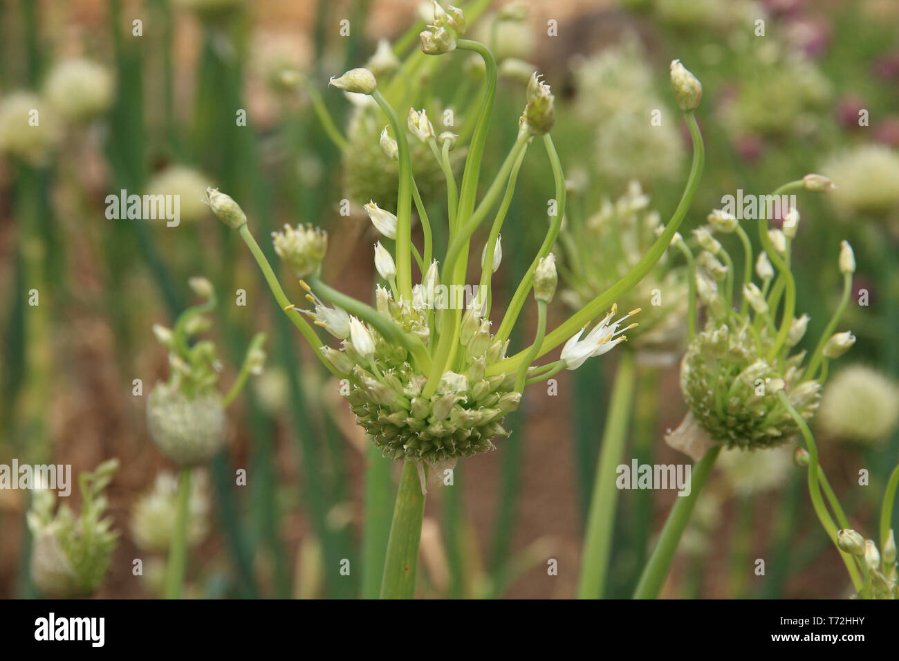 Bluehender lauch hi-res stock photography and images - Alamy