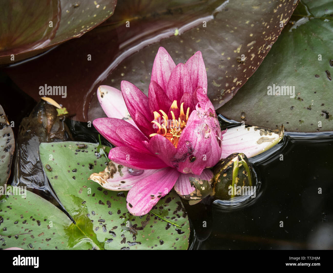 rose on the water Stock Photo - Alamy