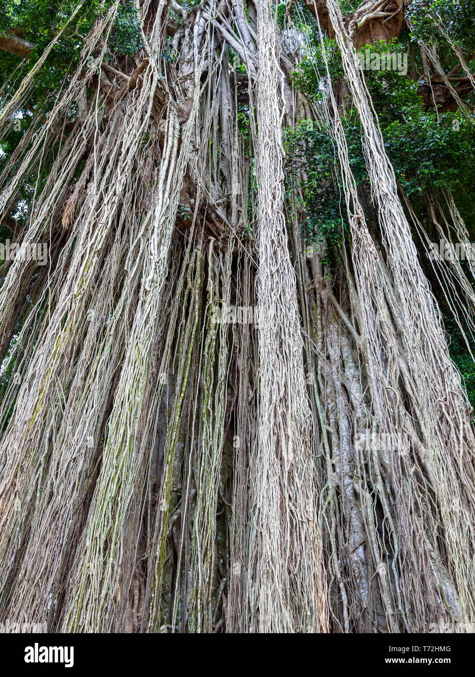 Long roots hi-res stock photography and images - Alamy