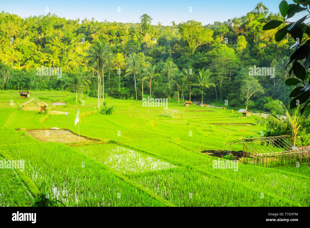 Rice paddy bali hi-res stock photography and images - Alamy