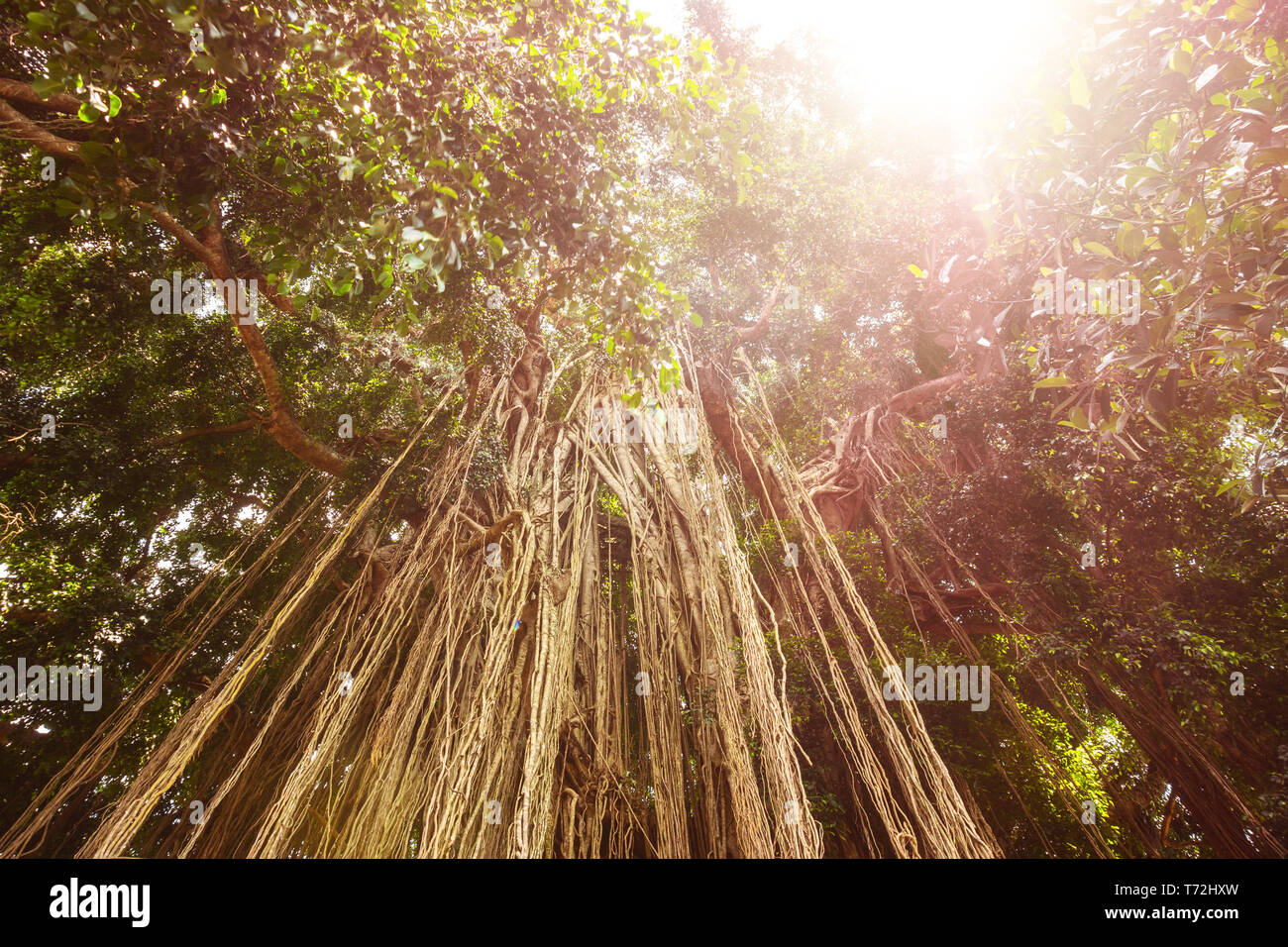 Long plant roots hi-res stock photography and images - Alamy