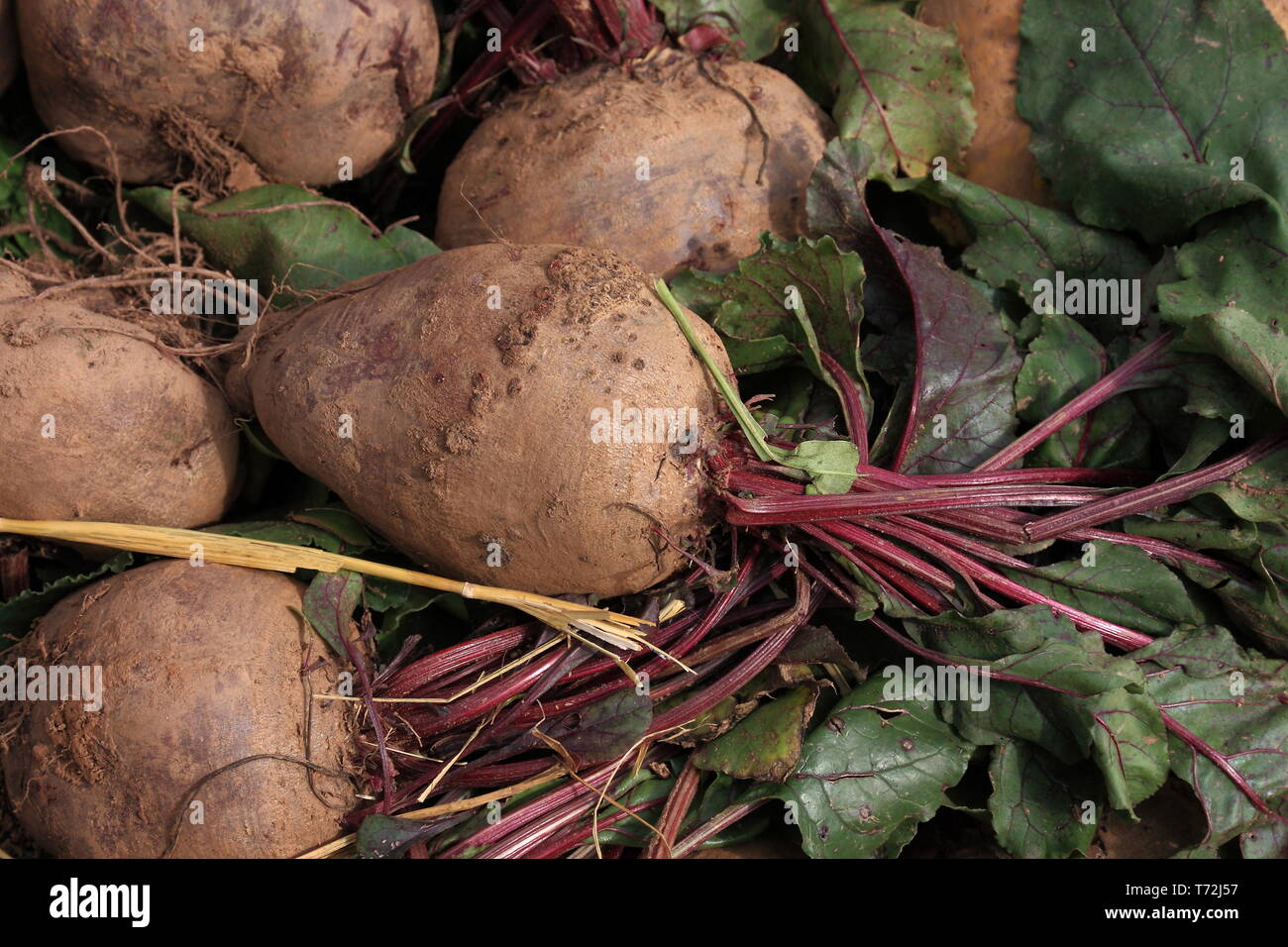 Wintergemuese hi-res stock photography and images - Alamy