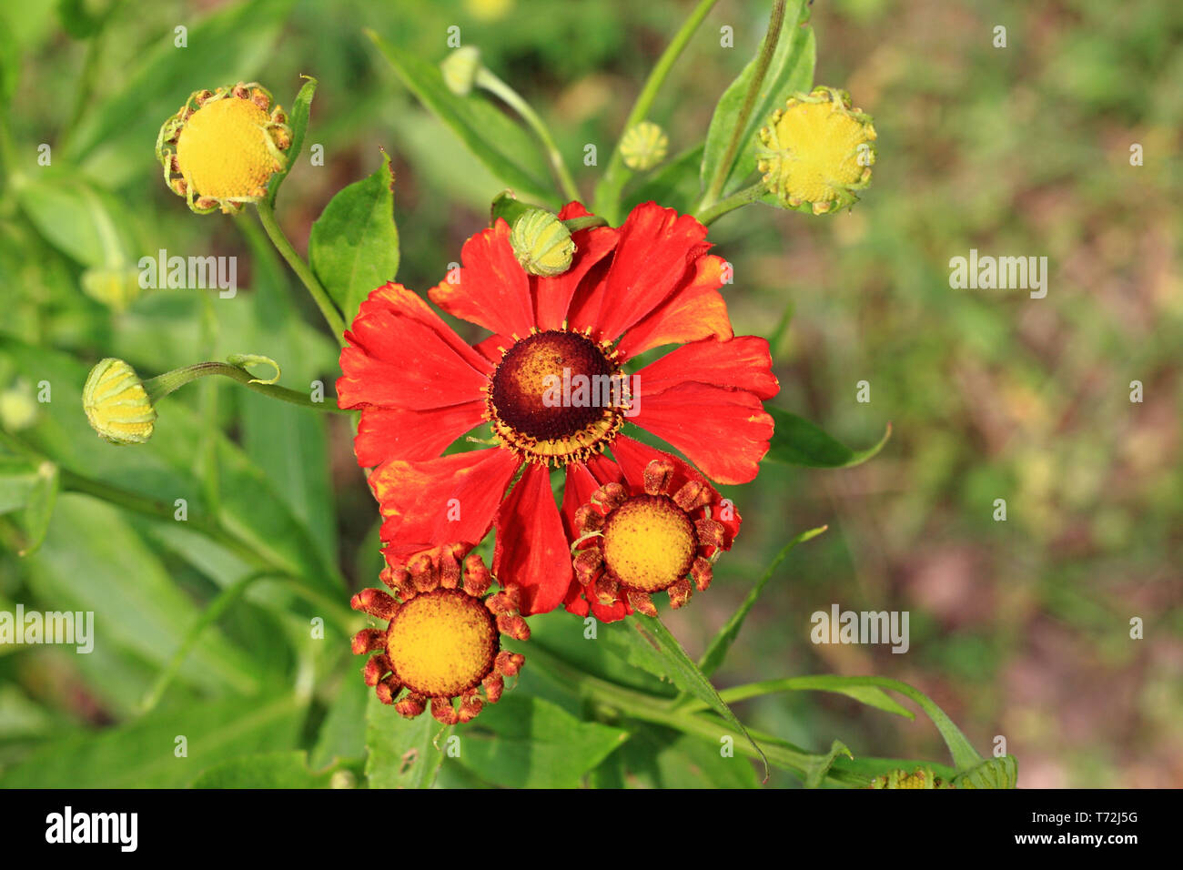 Rudbeckia rot hi-res stock photography and images - Alamy
