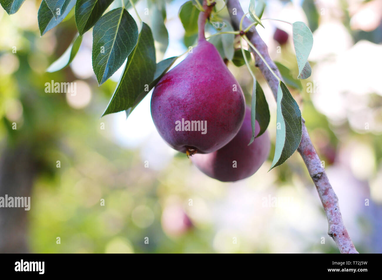 Red pears hi-res stock photography and images - Alamy