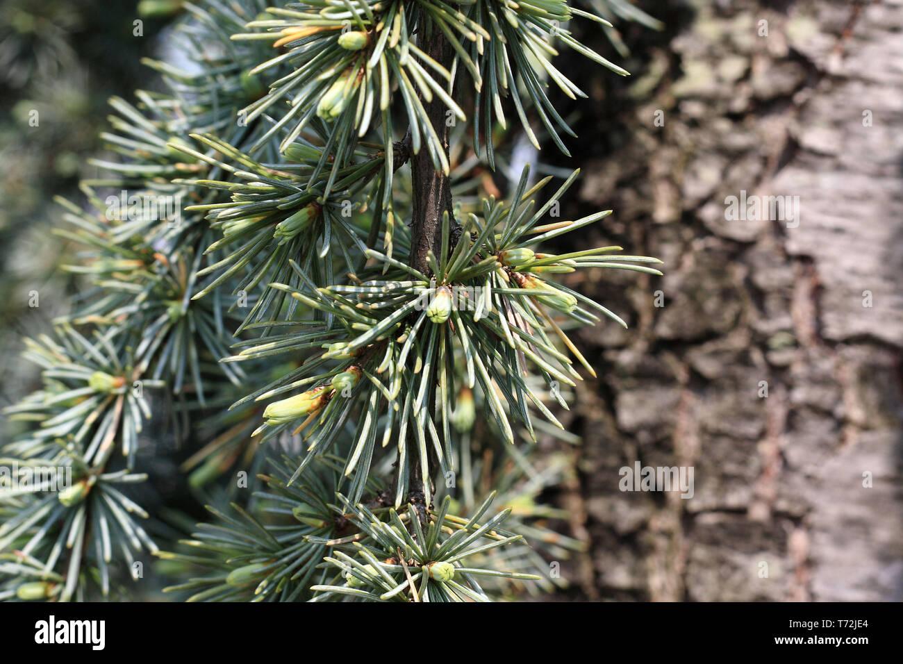 Larch tree branches hi-res stock photography and images - Alamy