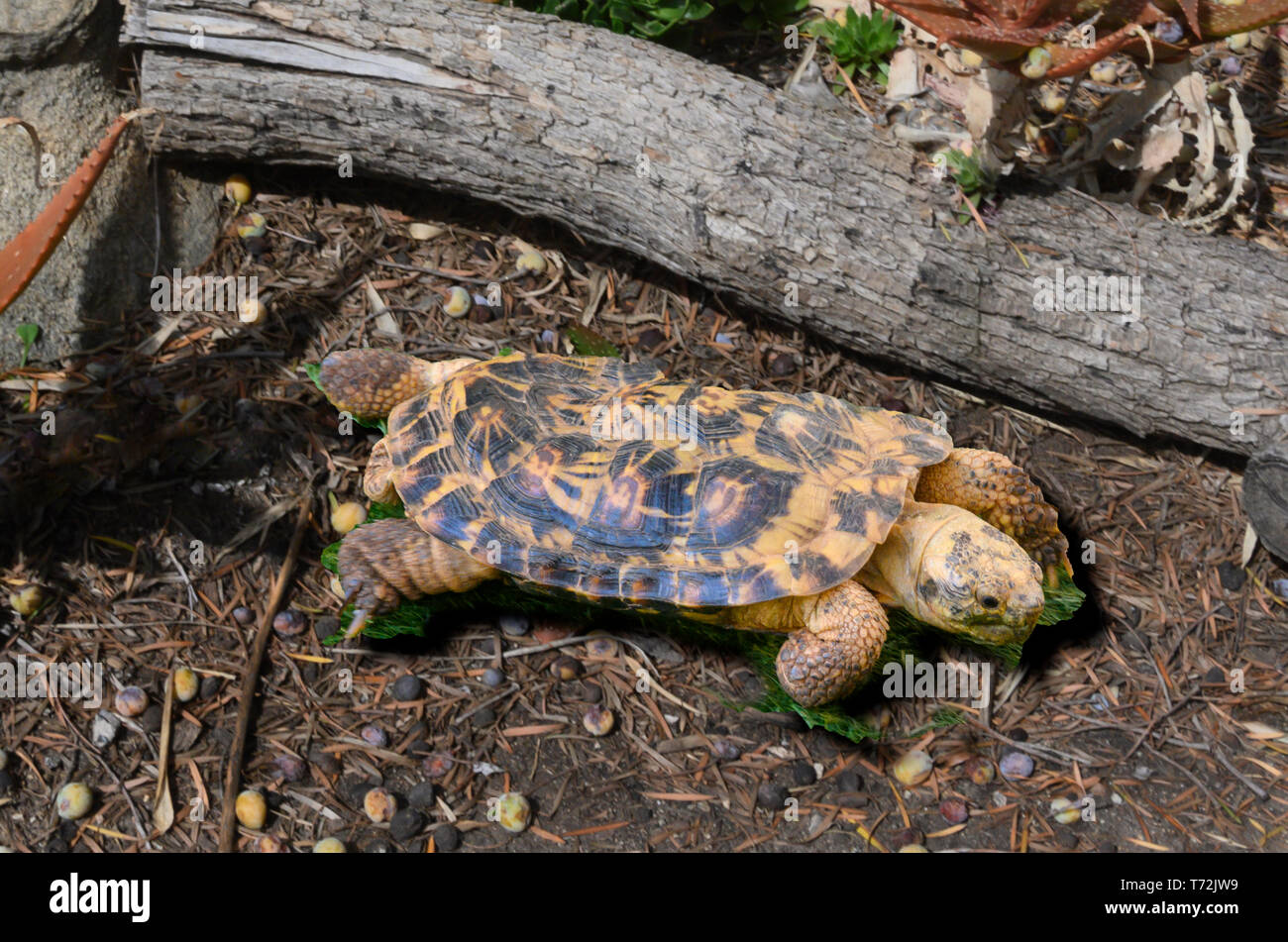 African pancake tortoise, Malacochersus tornieri, is native to Tanzania ...