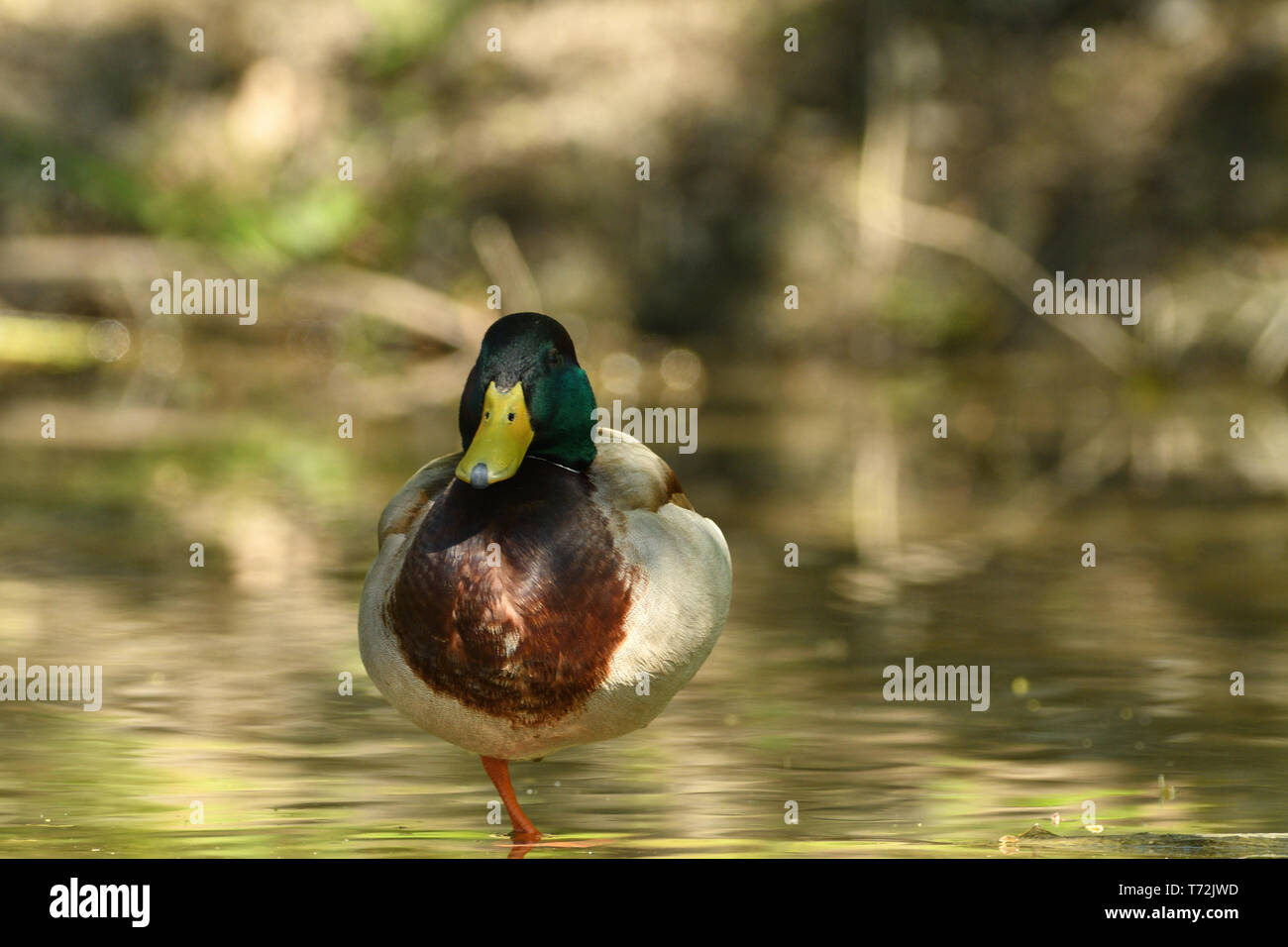 a portrait of a wild duck standing on one foot by the pond Stock Photo ...