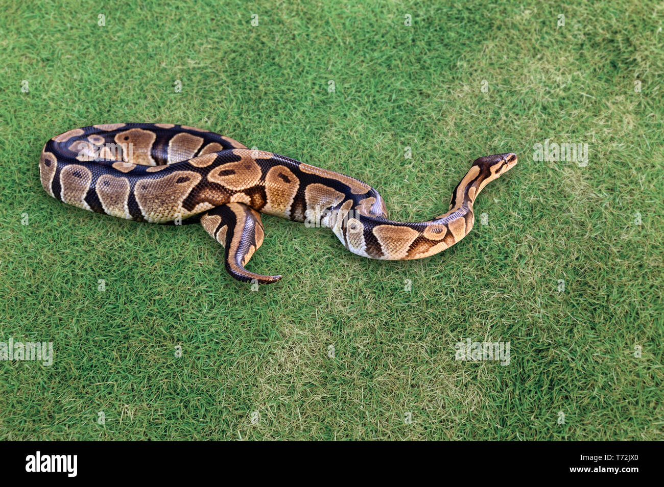 Royal regius pythonidae hi-res stock photography and images - Alamy