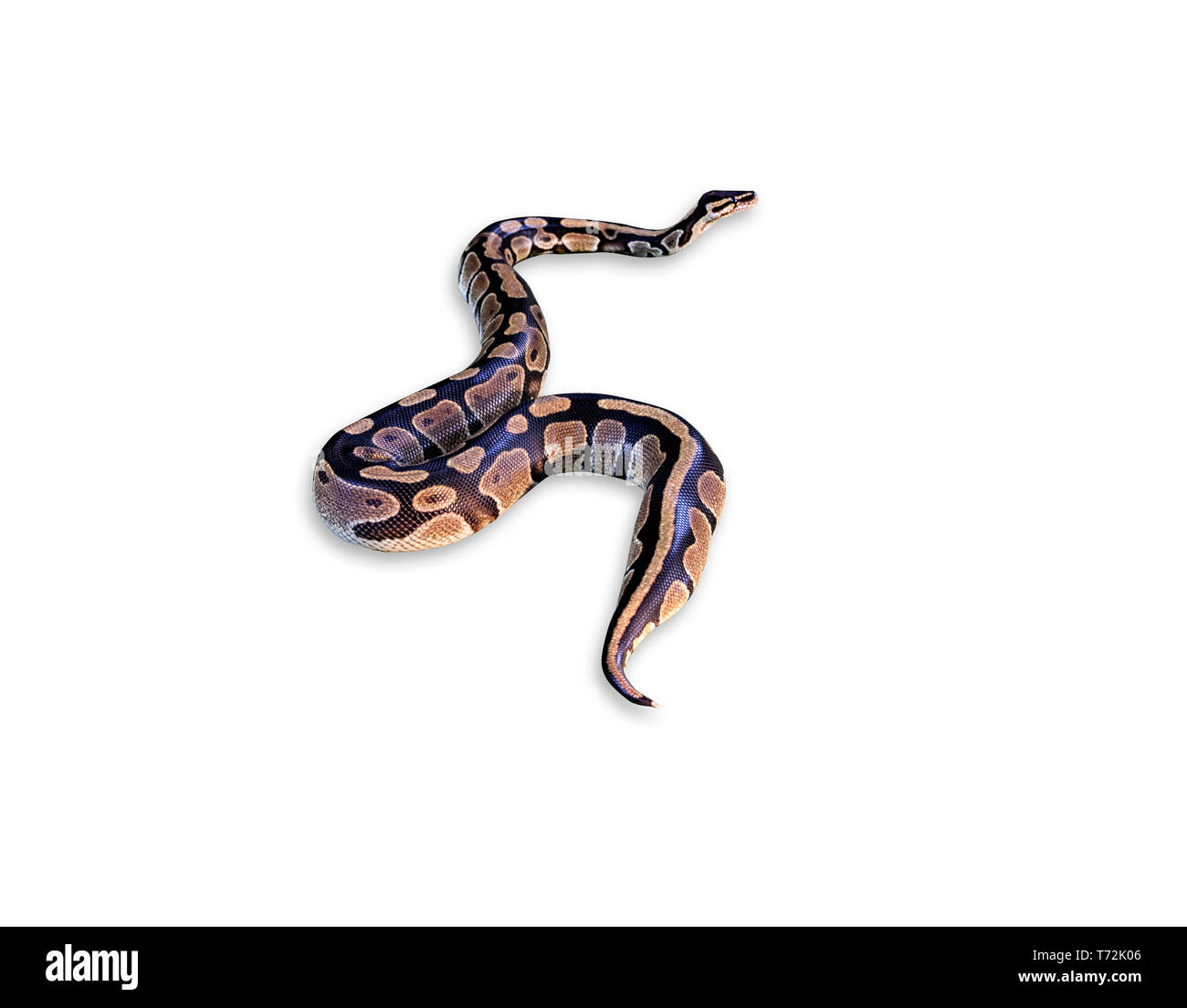 Ball python or royal python snake, Python regius, isolated on white ...