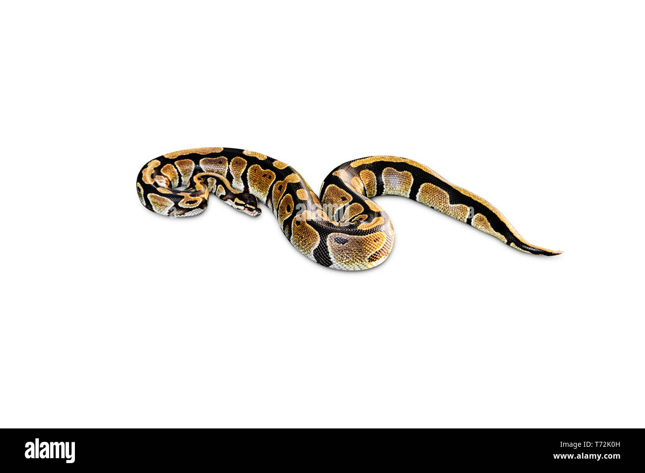 Ball python or royal python snake, Python regius, isolated on white ...
