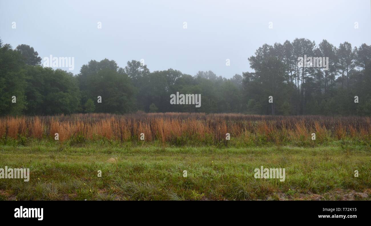 Landscape trees meadow tall hi-res stock photography and images - Alamy