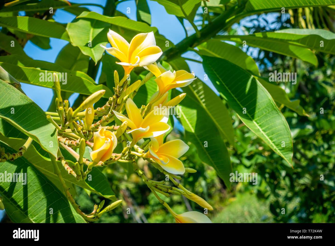Ornamental tree with yellow flowers hi-res stock photography and images ...