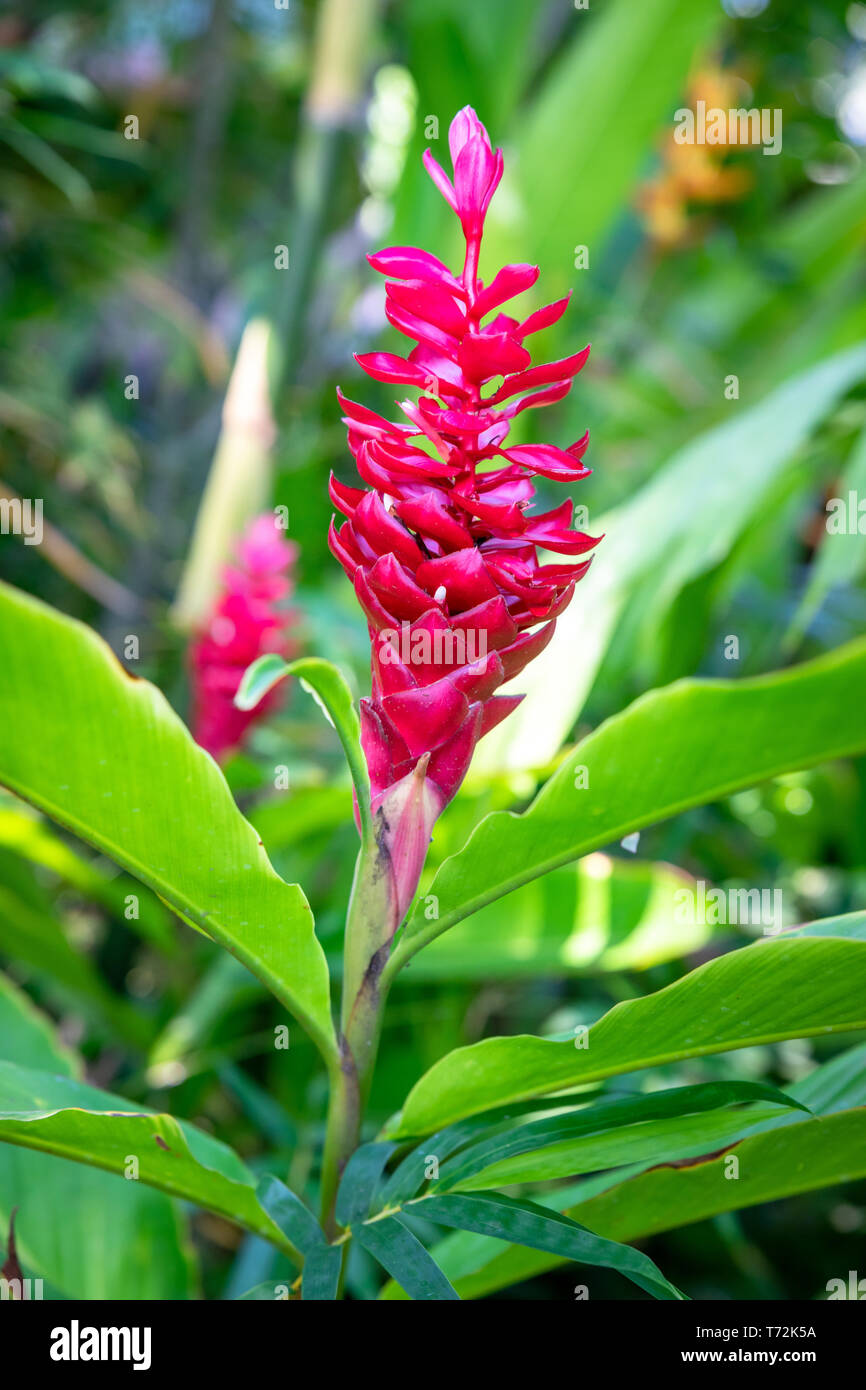 Bali botanic garden hi-res stock photography and images - Alamy