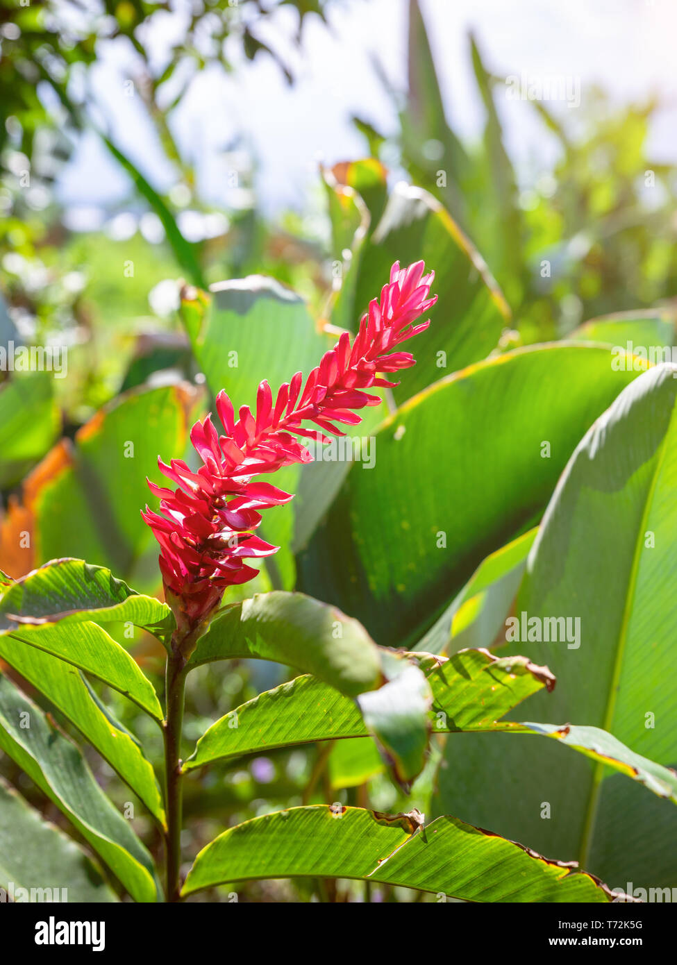 Tropical flower red hi-res stock photography and images - Alamy