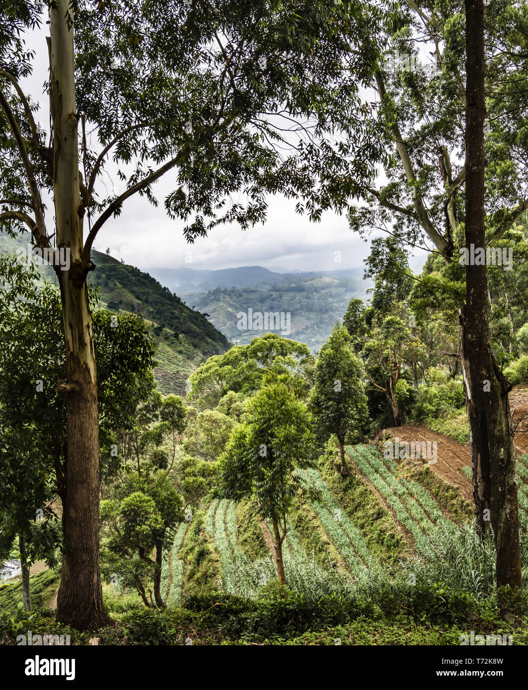 The most beautiful gardens of sri lanka hi-res stock photography and ...