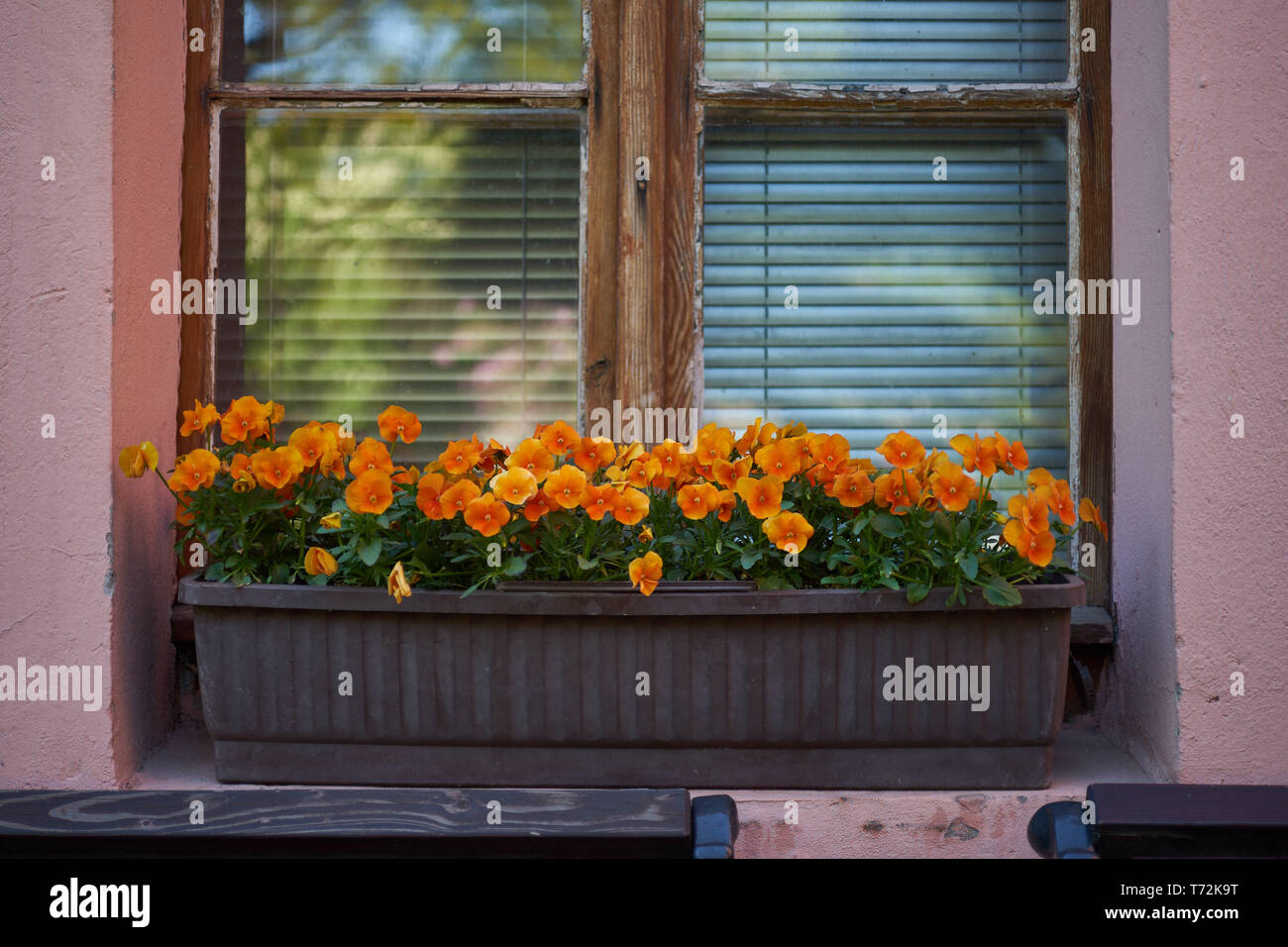 Colorful lush pansies in the flower pot pansy blooming Stock Photo - Alamy