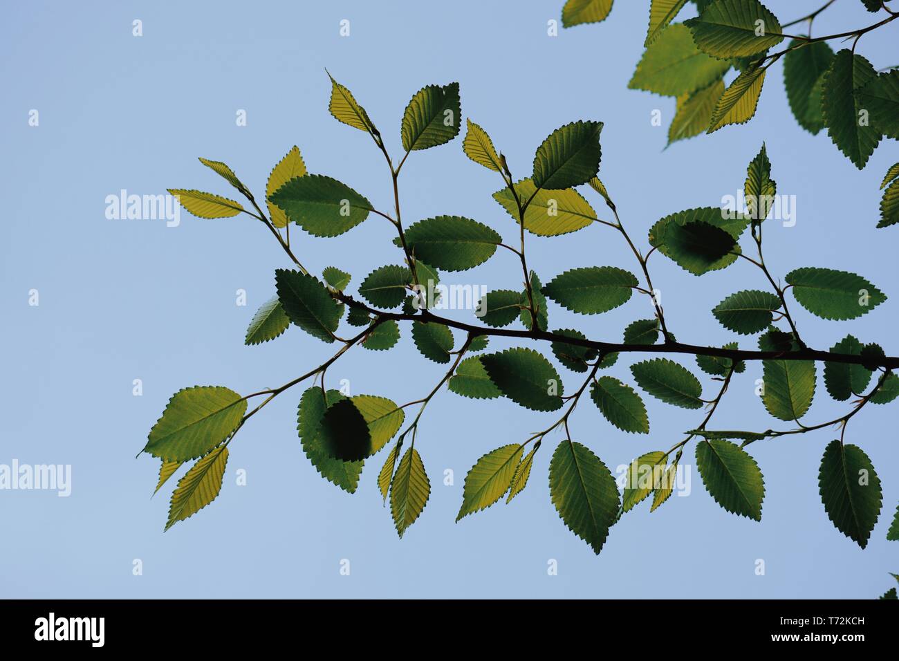 Green tree leaves hi-res stock photography and images - Alamy